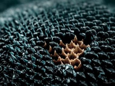 Artworks | Online Gallery